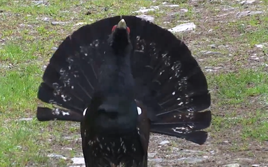 L'agressiu gall pirinenc que espanta excursionistes